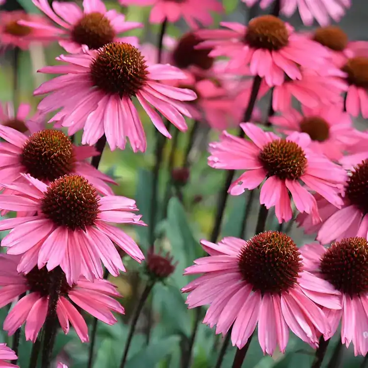 Echinacea 'Sensation Wild Romance' (Coneflower) | Middleton Nurseries