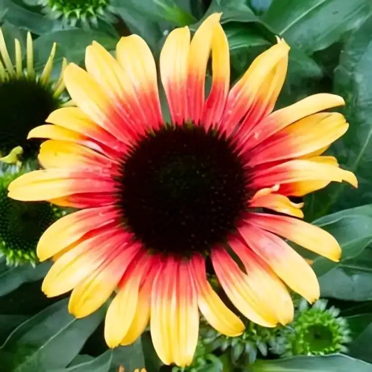 Echinacea 'Sombrero Special Yellow Red' (Coneflower) - Middleton Nurseries