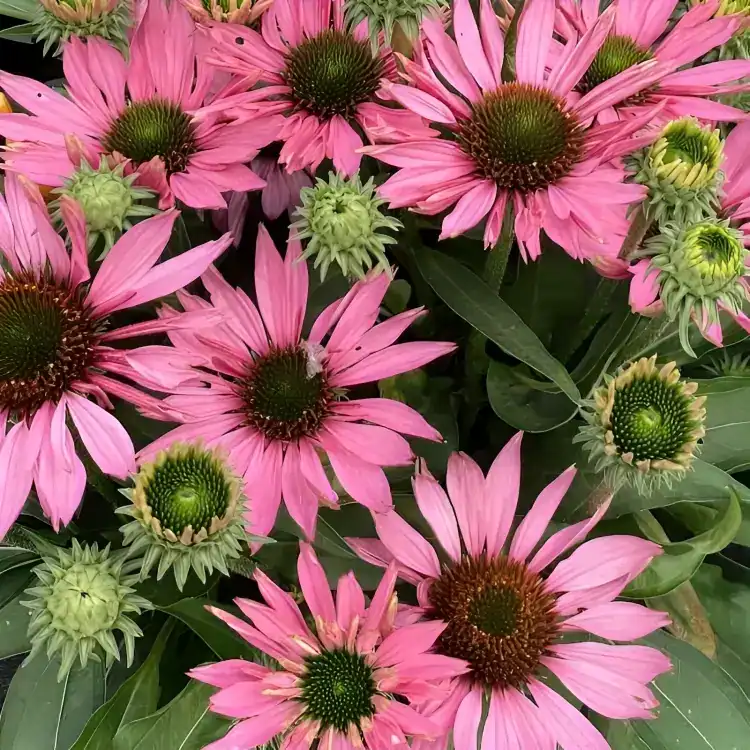 Echinacea 'SunSeekers Bubblelicious' (Coneflower) | Middleton Nurseries