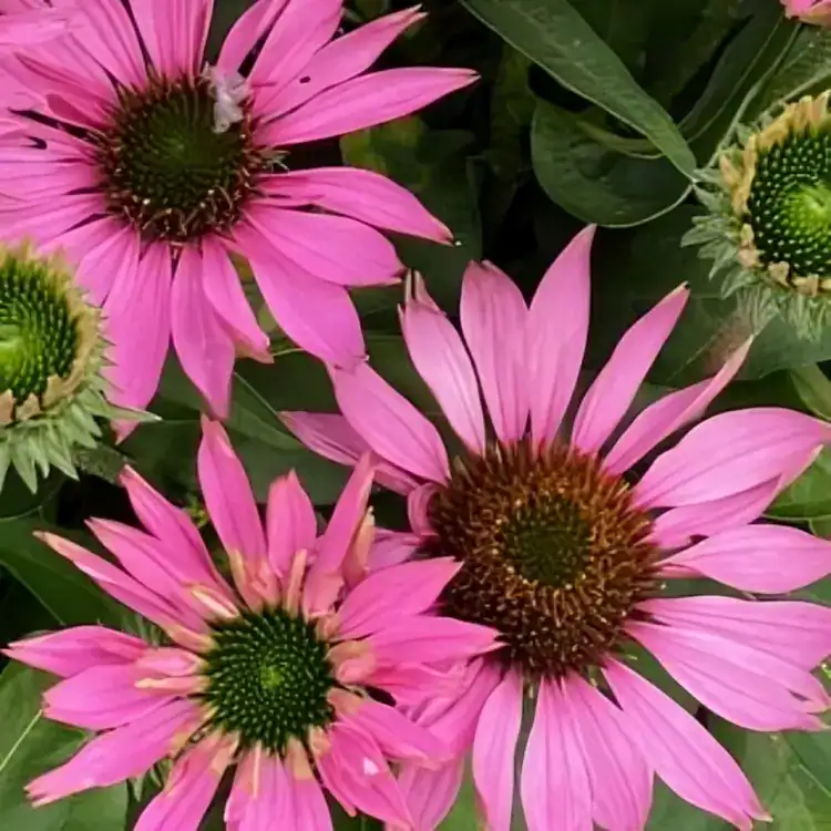 Echinacea 'SunSeekers Bubblelicious' (Coneflower) | Middleton Nurseries