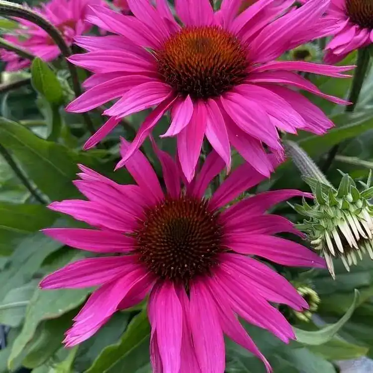 Echinacea 'Sunseekers Rosy' (Coneflower) | Middleton Nurseries