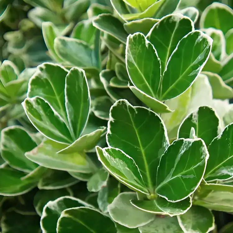 Euonymus japonicus 'White Spire' | Middleton Nurseries