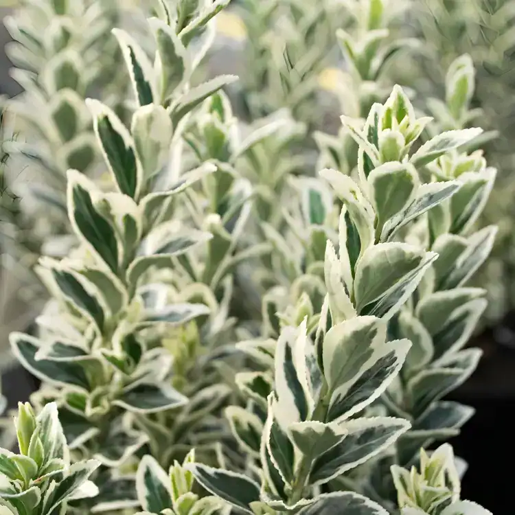 Euonymus japonicus 'White Spire' | Middleton Nurseries