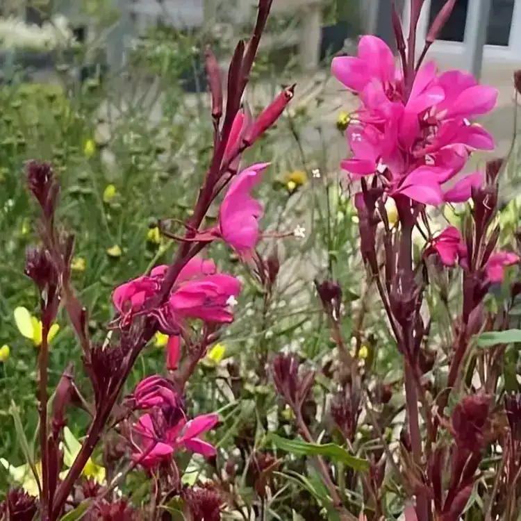 Gaura lindheimeri 'Gambit Rose' | Middleton Nurseries