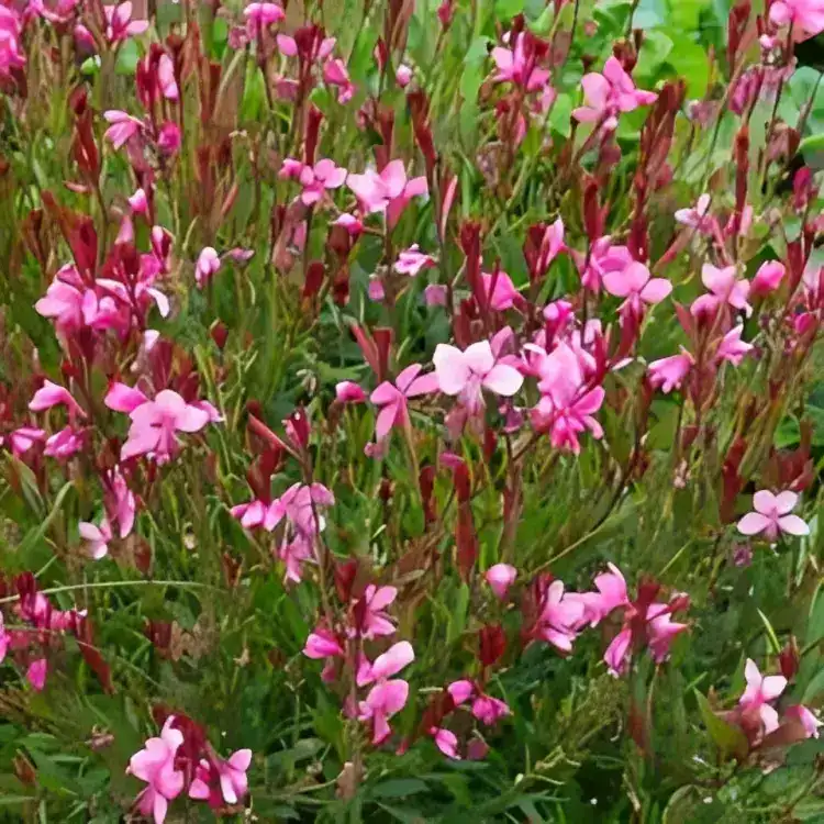 Gaura lindheimeri 'Gambit Rose' | Middleton Nurseries