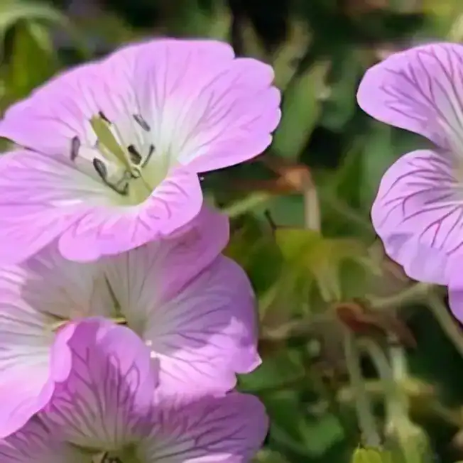 Geranium 'Confetti' | Middleton Nurseries