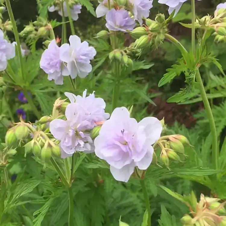 Geranium pratense 'Cloud nine' | Middleton Nurseries