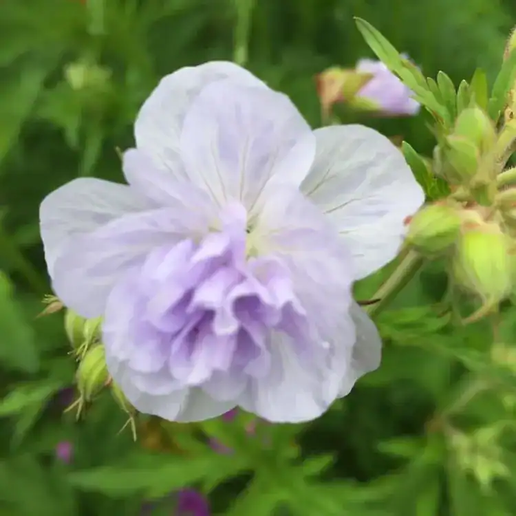 Geranium pratense 'Cloud nine' | Middleton Nurseries