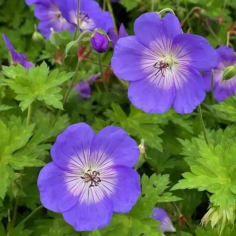 Geranium x hybridum 'Rozanne' ('Gerwat') | Middleton Nurseries