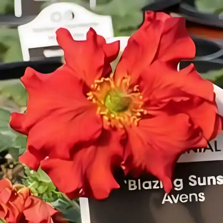 Geum 'Blazing Sunset' | Middleton Nurseries