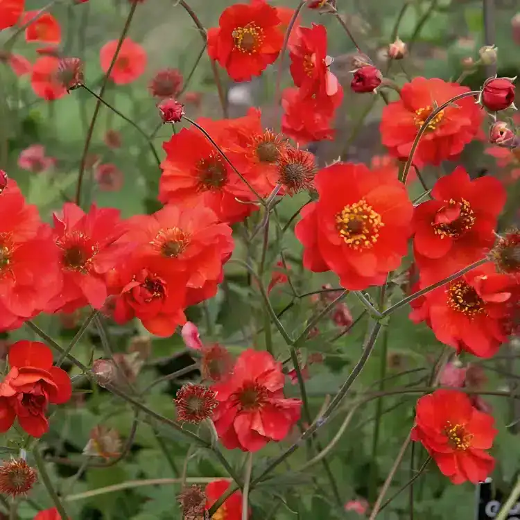 Geum 'Coral Tempest' | Middleton Nurseries