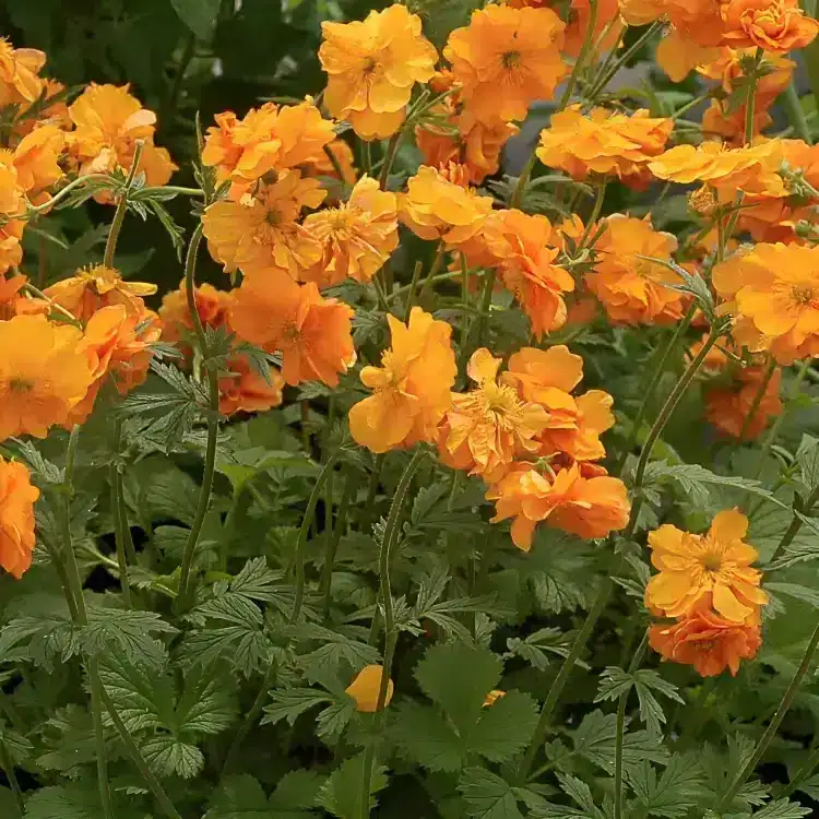 Geum 'Fire Storm' | Middleton Nurseries