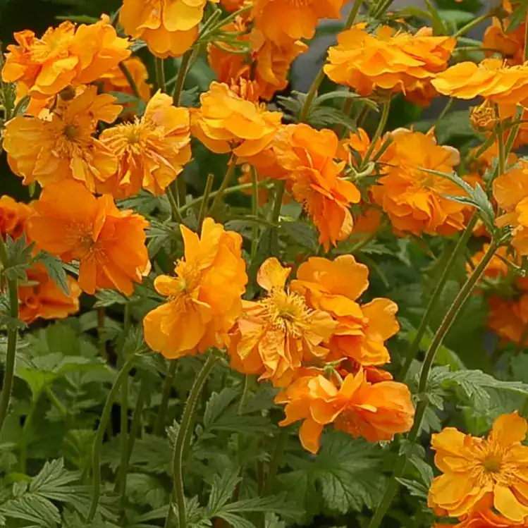 Geum 'Fire Storm' | Middleton Nurseries
