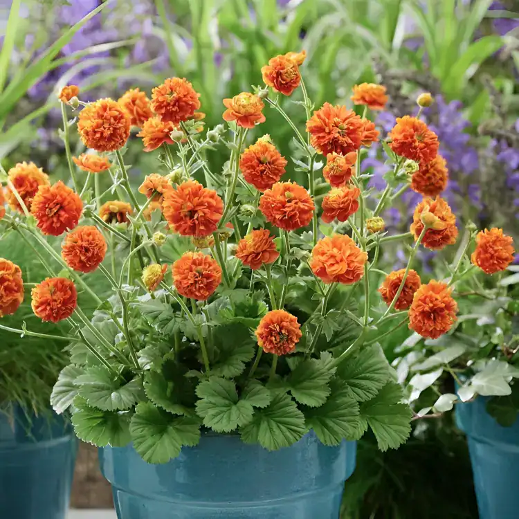 Geum 'Orange Pumpkin' | Middleton Nurseries