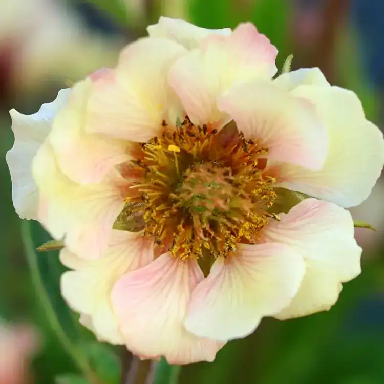 Geum Tempo 'Yellow' | Middleton Nurseries