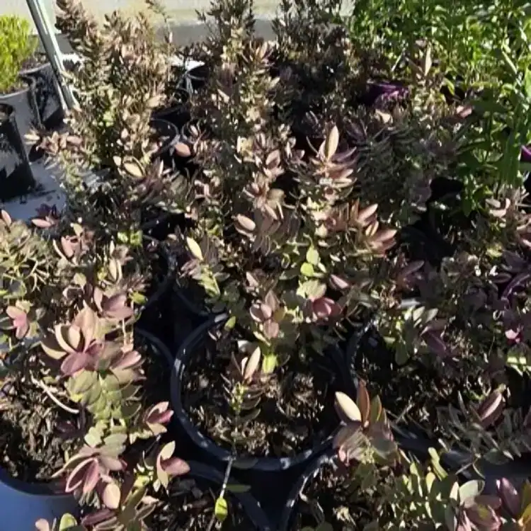Hebe 'Red Edge' | Middleton Nurseries
