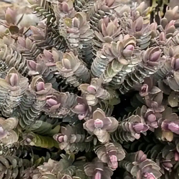 Hebe 'Red Edge' | Middleton Nurseries