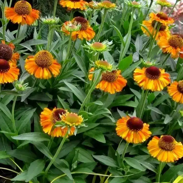 Helenium autumnale 'Short and Sassy' | Middleton Nurseries