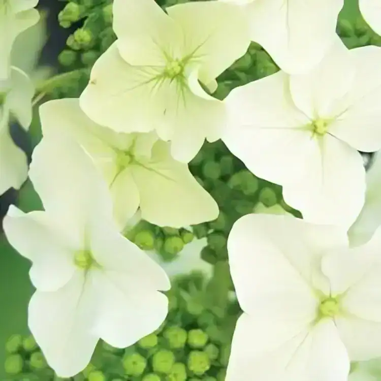 Hydrangea 'Ice Crystal' (Oakleaf Hydrangea) | Middleton Nurseries