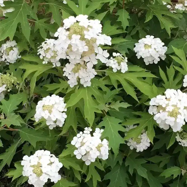 Hydrangea 'Ice Crystal' (Oakleaf Hydrangea) | Middleton Nurseries