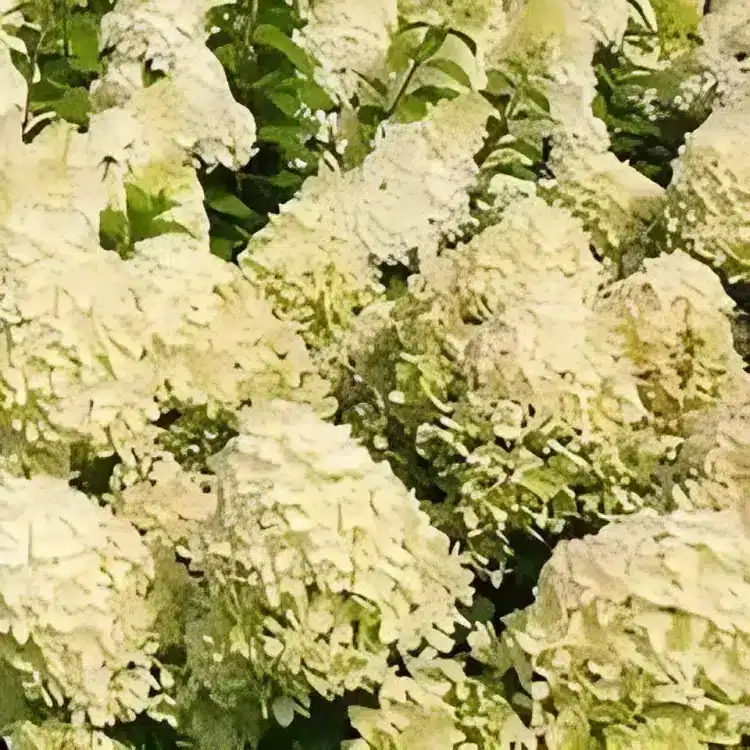 Hydrangea paniculata 'Hercules' | Middleton Nurseries
