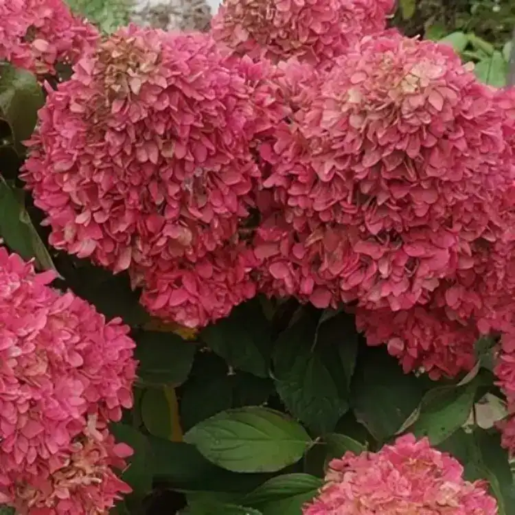 Hydrangea paniculata 'Little Fresco' | Middleton Nurseries