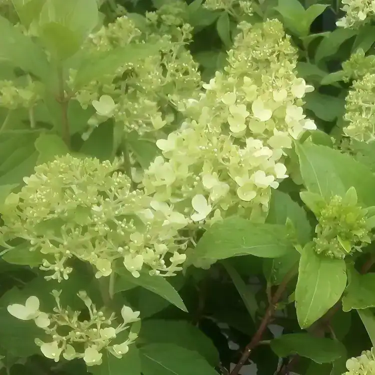 Hydrangea paniculata 'Little Fresco' | Middleton Nurseries