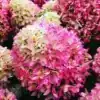 Buy Hydrangea Paniculata 'Little Fresco' – UK Grown - Middleton Nurseries