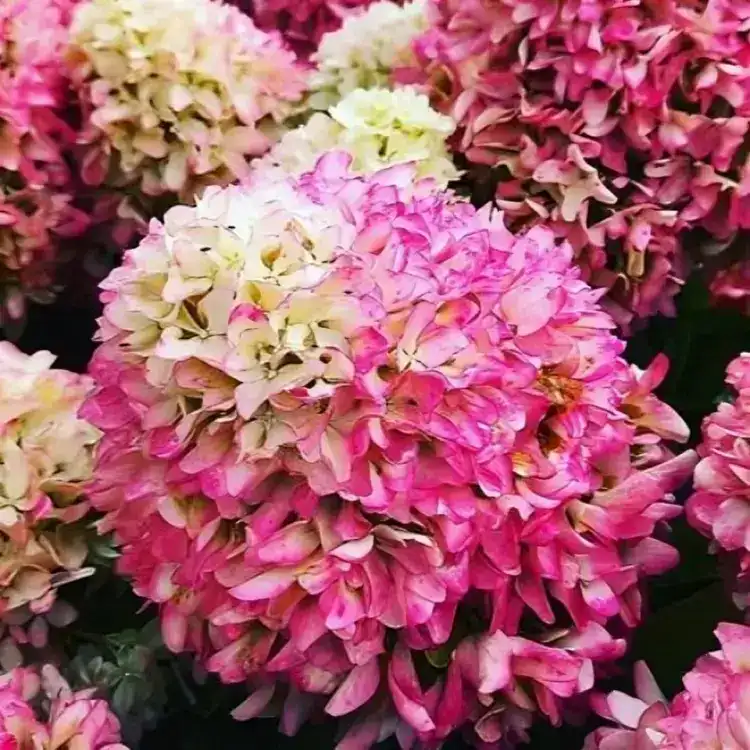 Hydrangea paniculata 'Little Fresco' | Middleton Nurseries