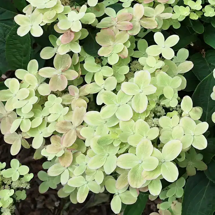Hydrangea paniculata 'Polestar' | Middleton Nurseries