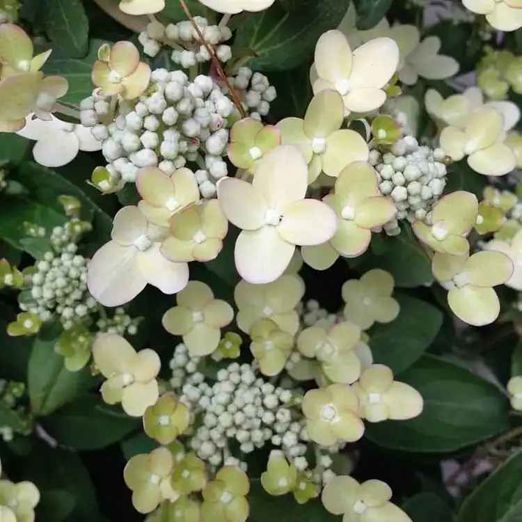 Hydrangea paniculata 'Polestar' | Middleton Nurseries