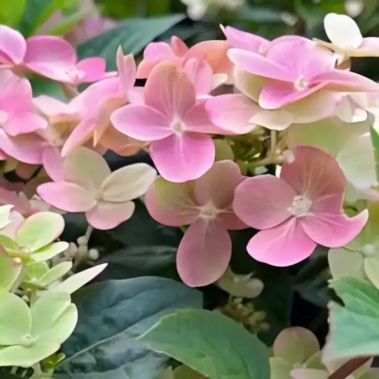 Hydrangea paniculata 'Polestar' | Middleton Nurseries