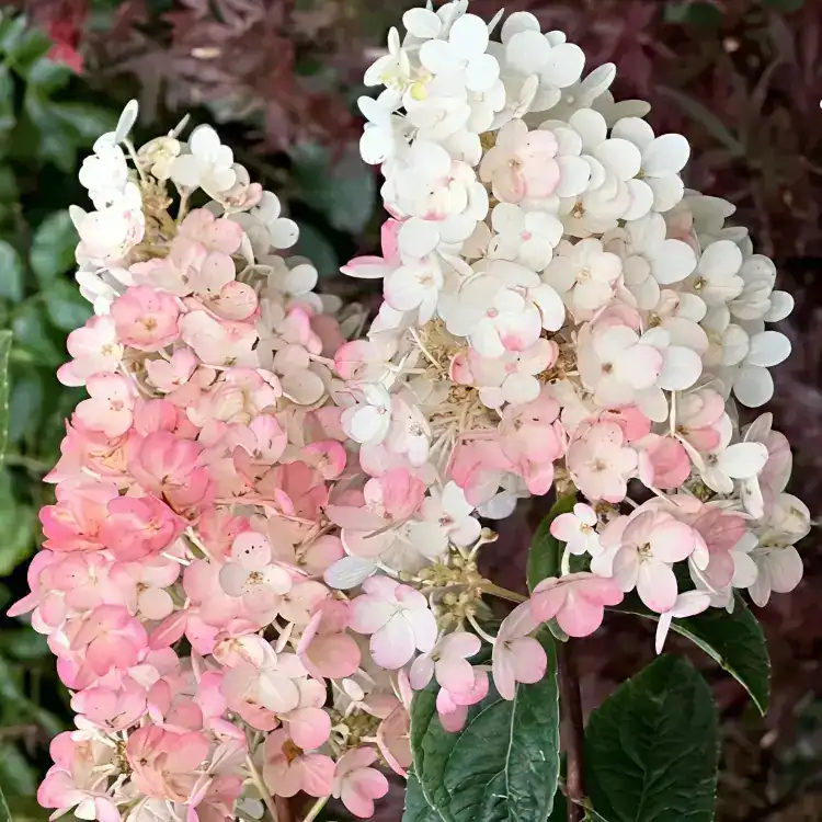 Hydrangea paniculata 'Vanille Fraise' | Middleton Nurseries