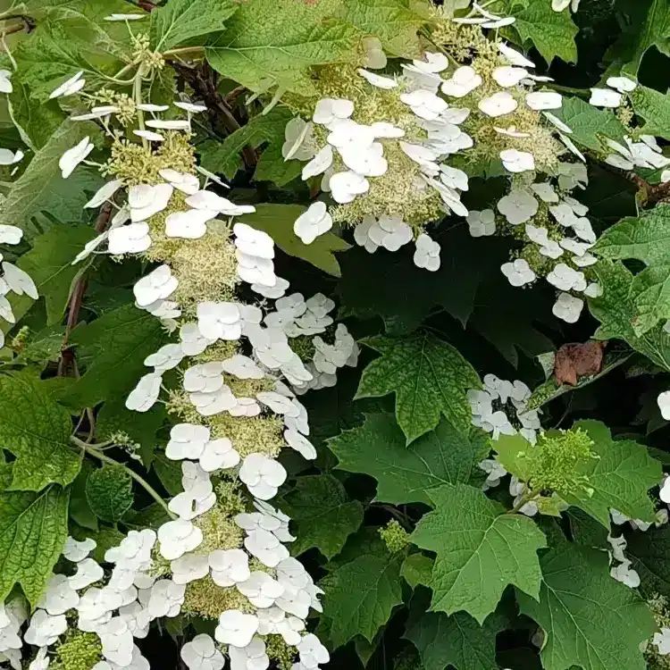 Hydrangea quercifolia 'Snow Queen' | Middleton Nurseries