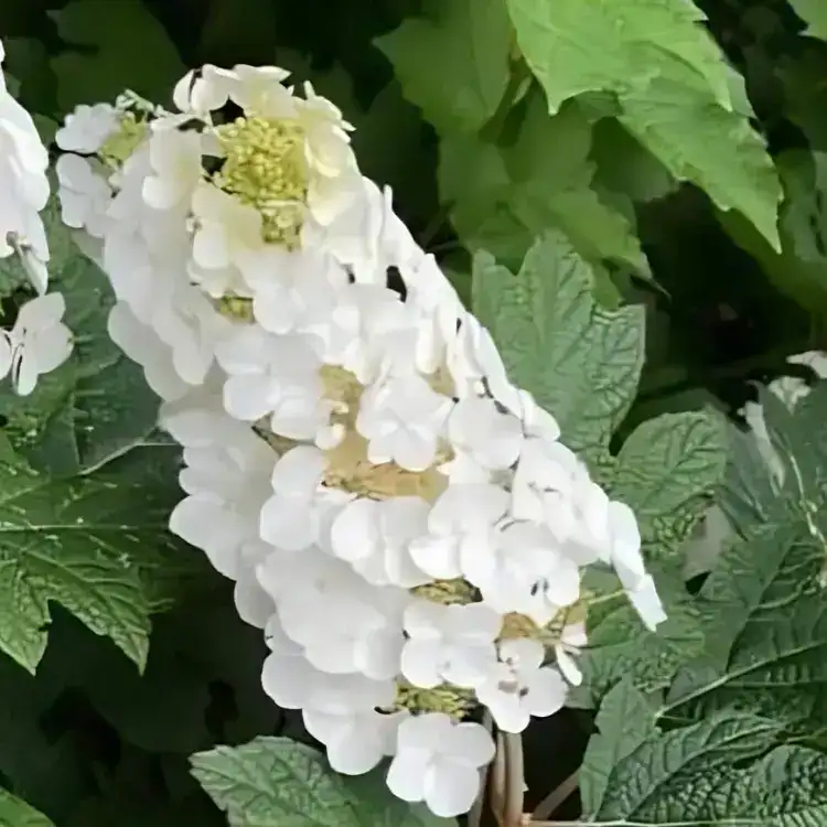 Hydrangea quercifolia 'Snow Queen' | Middleton Nurseries