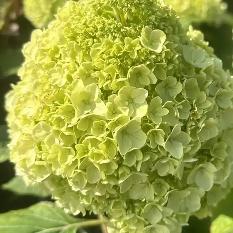 Hydrangea quercifolia 'Tara' | Middleton Nurseries
