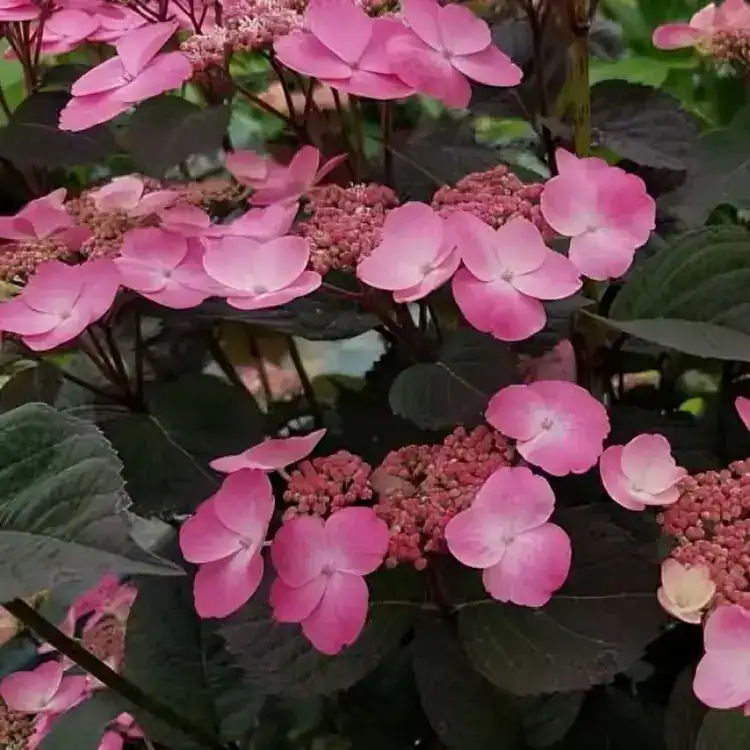 Hydrangea serrata Daredevil | Middleton Nurseries