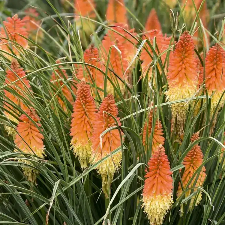 Kniphofia x hybrid 'Pyromania Backdraft' | Middleton Nurseries