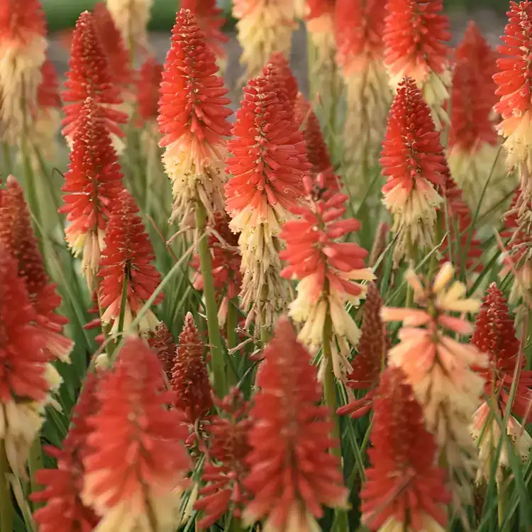 Kniphofia x hybrid 'Pyromania Rocket's Red Glare' | Middleton Nurseries