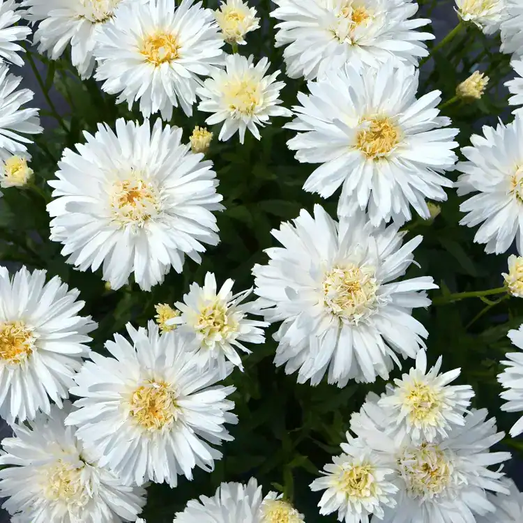 Leucanthemum 'Mount Hood' | Middleton Nurseries