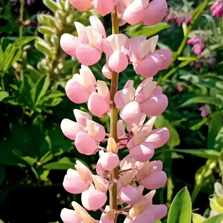 Lupinus Russell 'The Chatelaine' (Schlobfrau) | Middleton Nurseries