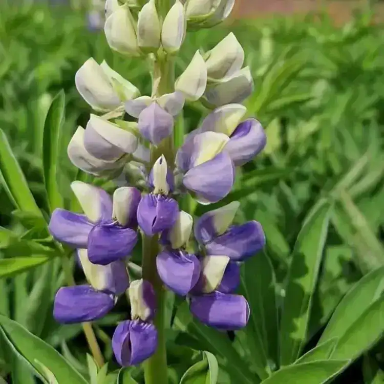Lupinus Polyphyllus 'Tower Blue-White' | Buy Online UK | Middleton ...