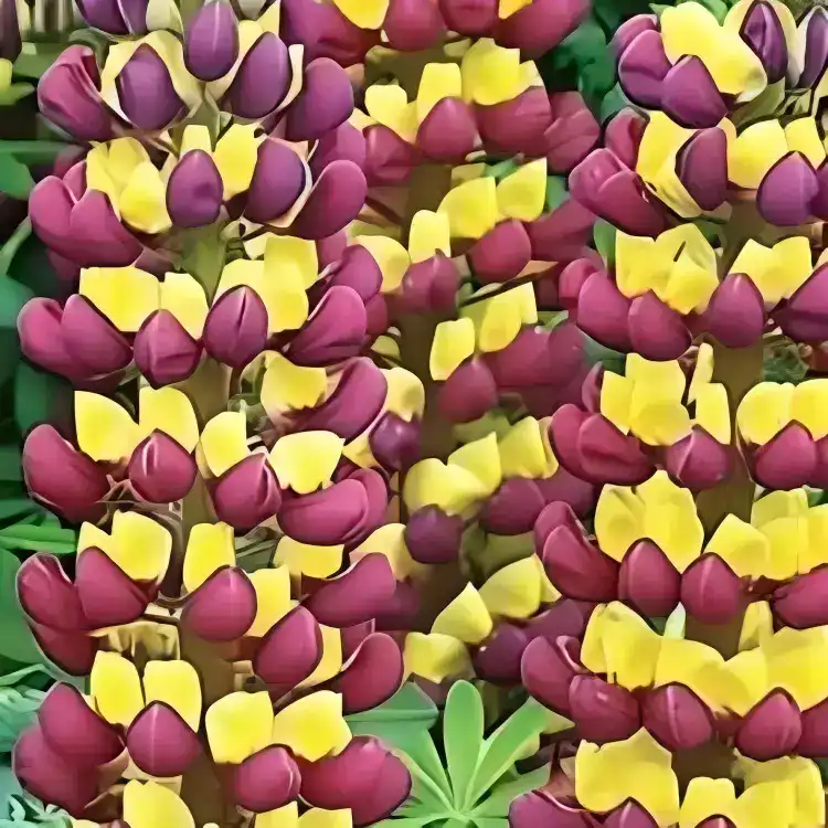 Lupinus Polyphyllus 'Tower Purple-Lemon' | Buy Online UK | Middleton ...