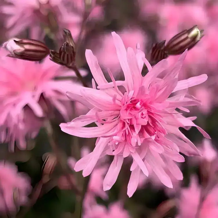 Lychnis flos-cuculi 'Petite Jenny' | Middleton Nurseries