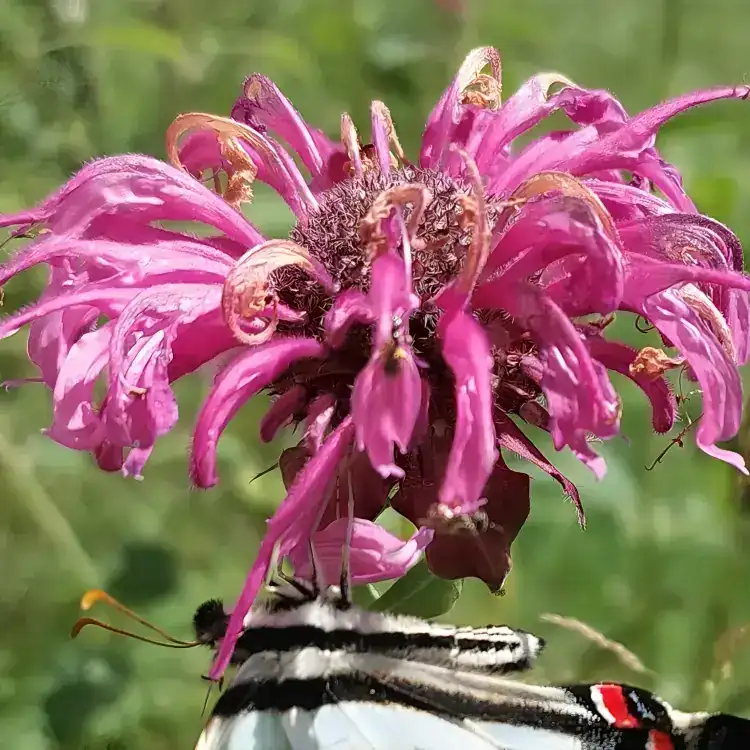Monarda 'Bee-True' (Bee-You Series) (Bergamot) | Middleton Nurseries