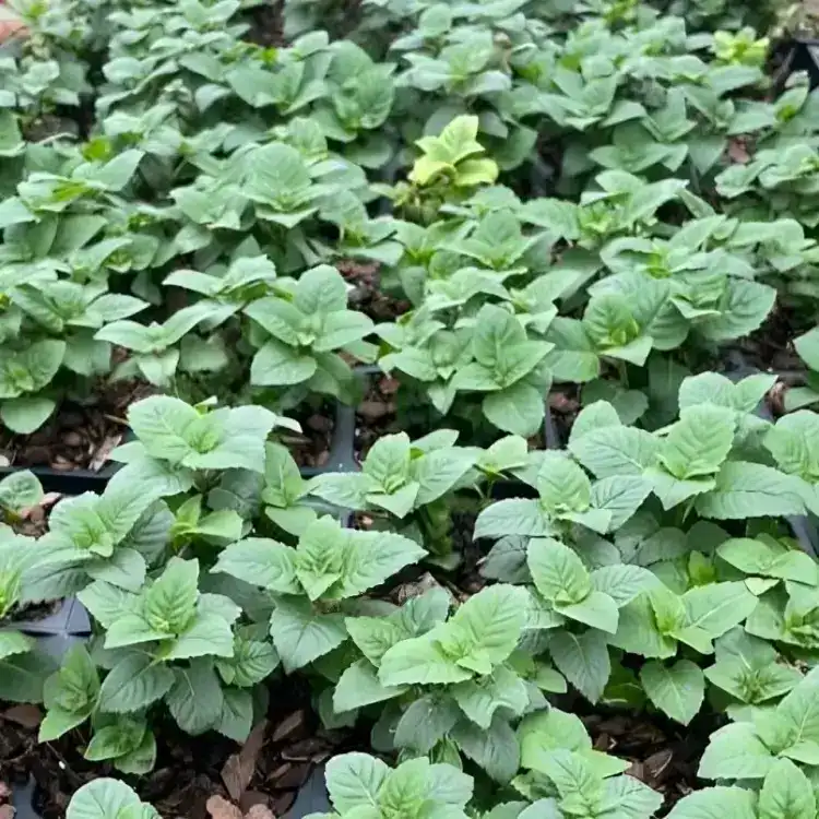 Monarda 'Bee-True' (Bee-You Series) (Bergamot) | Middleton Nurseries