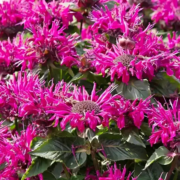 Monarda 'Bee-True' (Bee-You Series) (Bergamot) | Middleton Nurseries