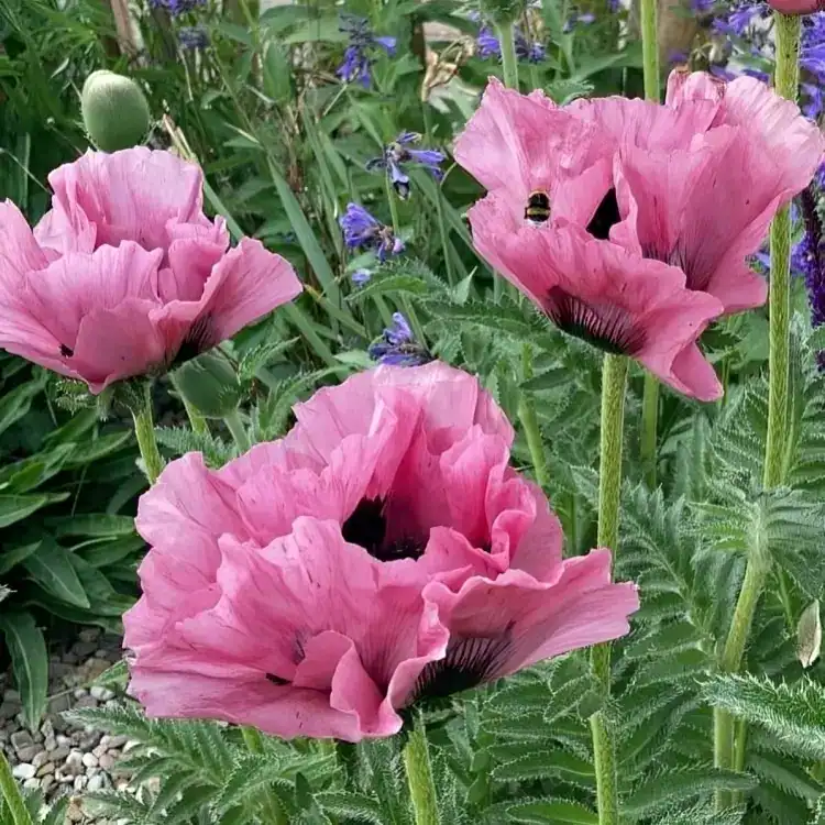 Papaver 'Pink Perfection' | Middleton Nurseries