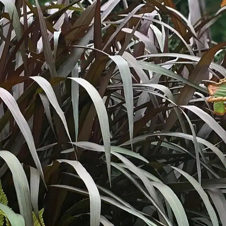 Pennisetum 'Vertigo' (Purple Fountain Grass) | Middleton Nurseries