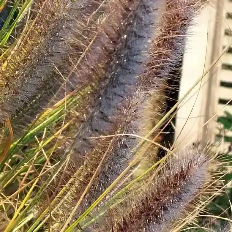 Pennisetum alopecuroides 'Moudry' (Chinese Fountain Grass) | Middleton ...